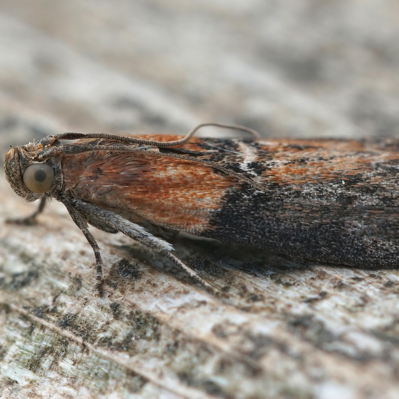 Moth Control Swindon | Moth Treatment For Homes & Businesses