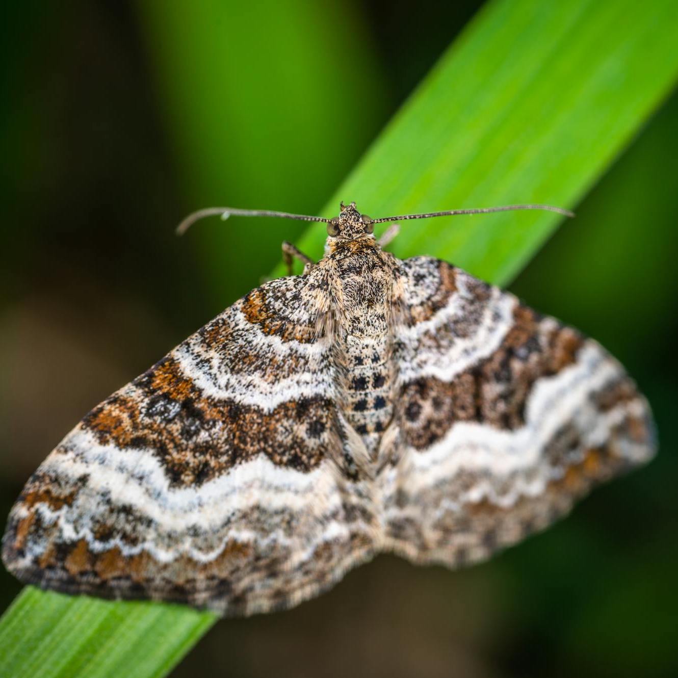 Moth Control Swindon | Moth Treatment For Homes & Businesses