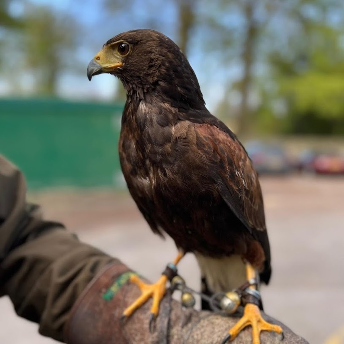 Pest Control Swindon | Mission Pest Control