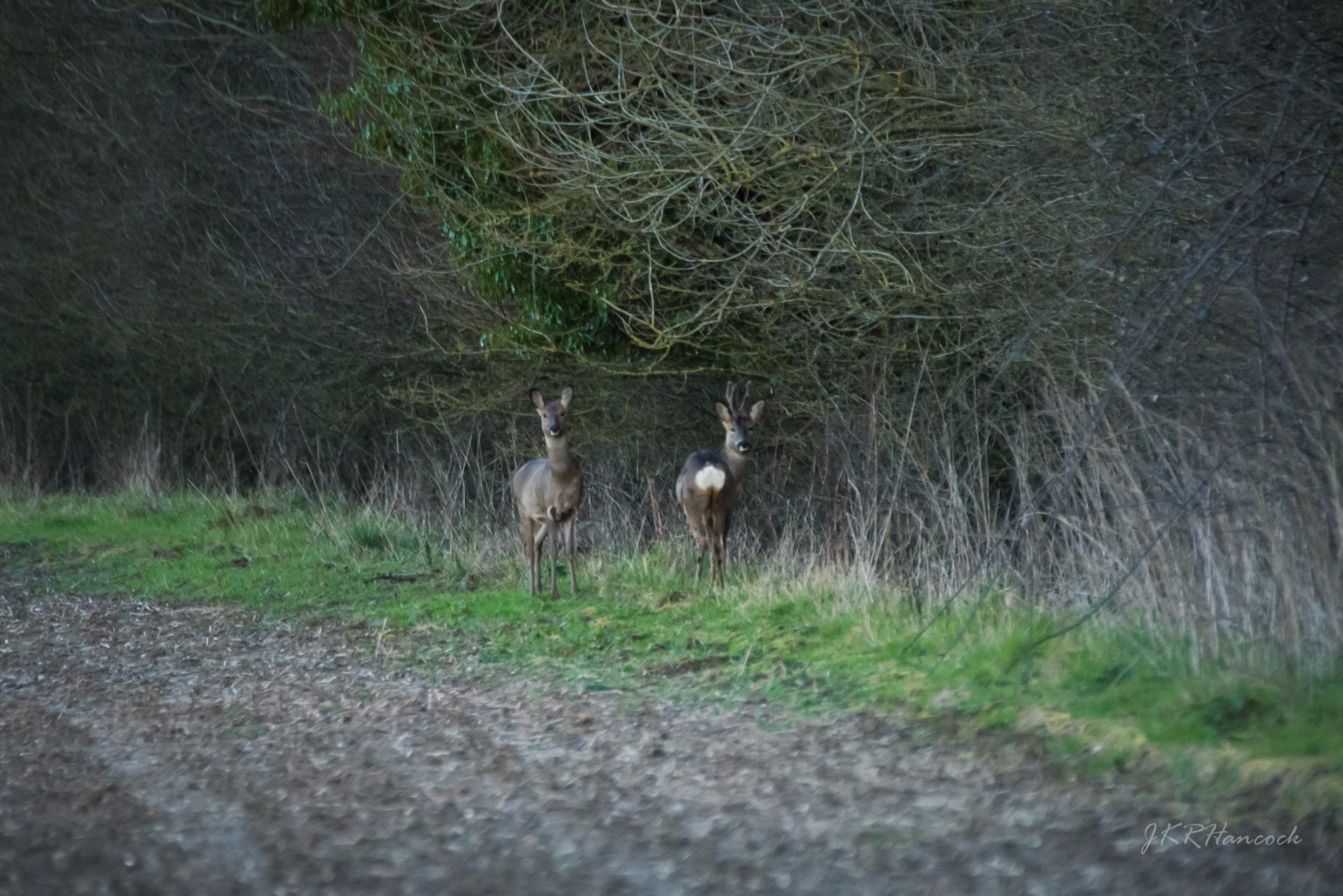 Professional Deer Management. Roe, Fallow, Muntjac, Red & CWD control