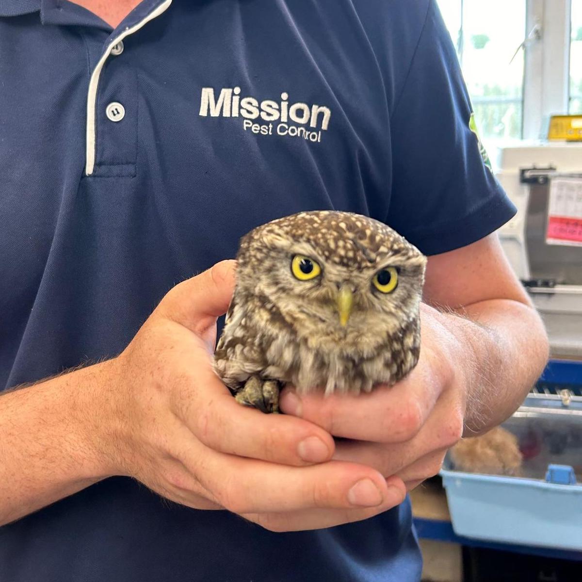 Pest Control Swindon | Mission Pest Control