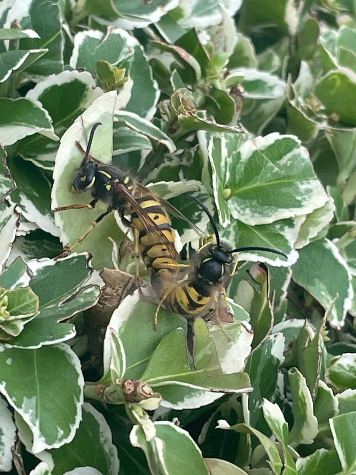 Pest Control Swindon | Mission Pest Control