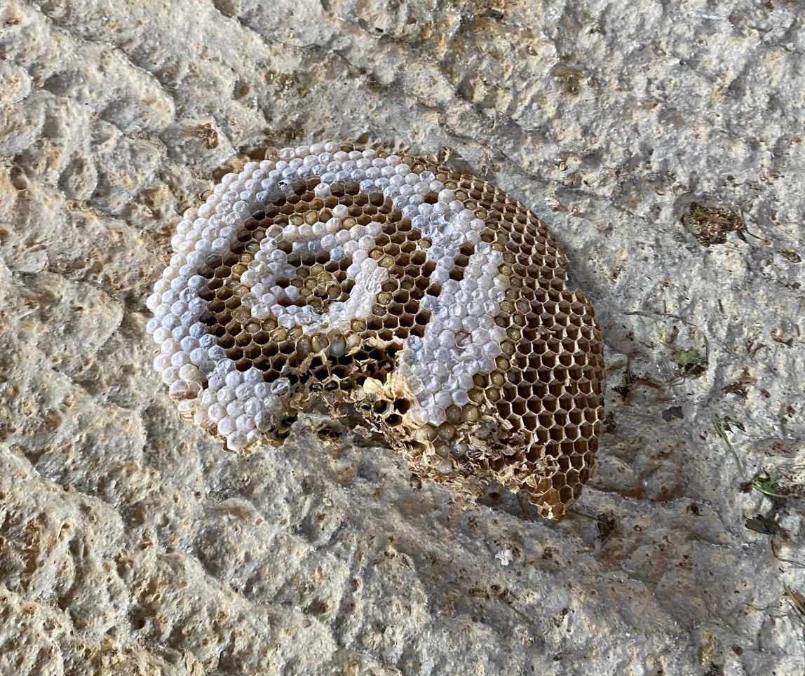 How To Get Rid Of Wasps | Expert Guide From Mission Pest Control