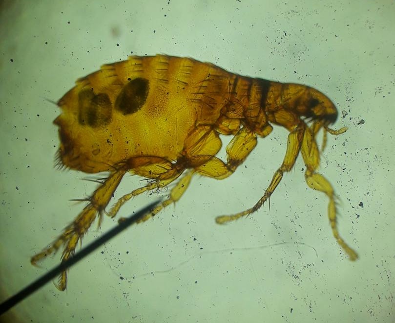 What Is The Flea Life Cycle? | How Long Do Fleas Live? Mission Pest Control